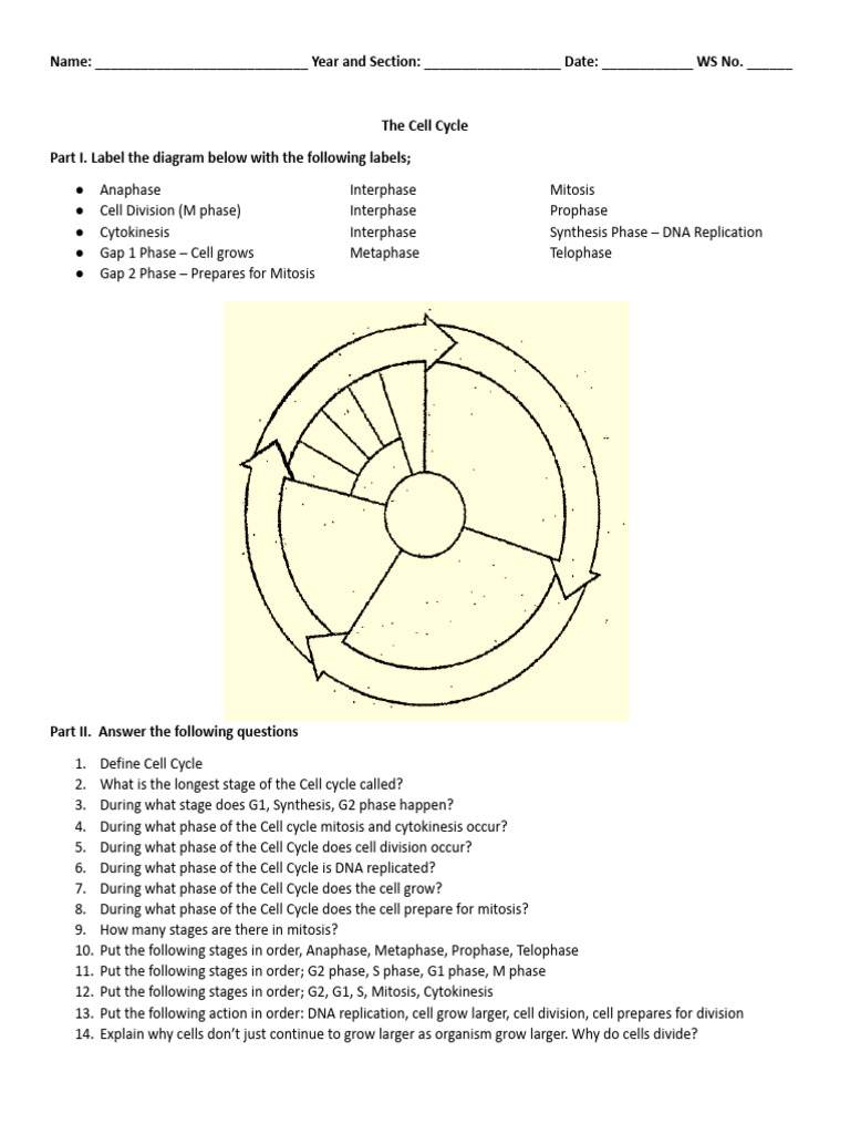 Understanding the Cell Cycle: Diagram & Questions | PDF