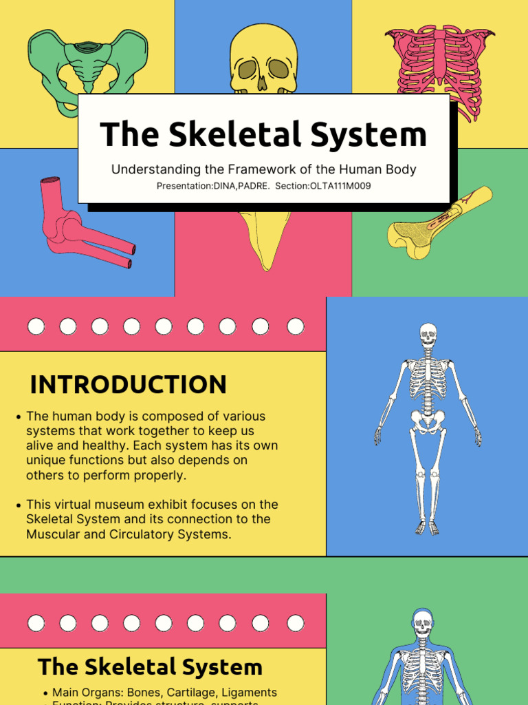 Exploring the Human Skeletal System | PDF | Skeleton | Bone