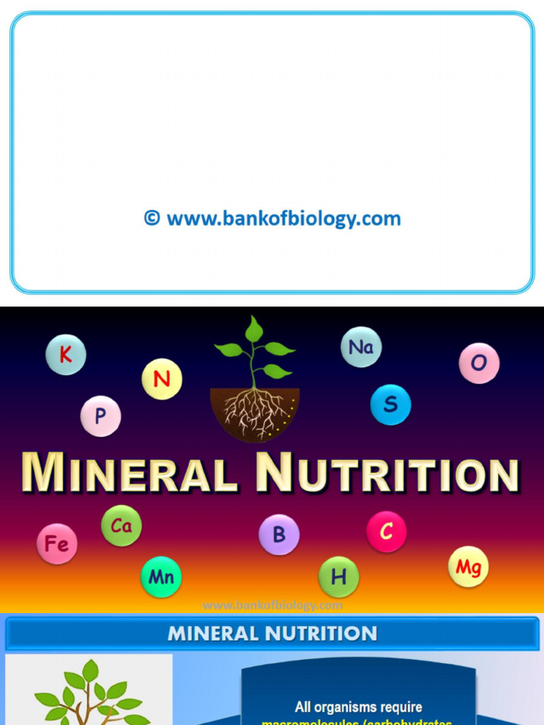 12 Mineral Nutrition Botany | PDF