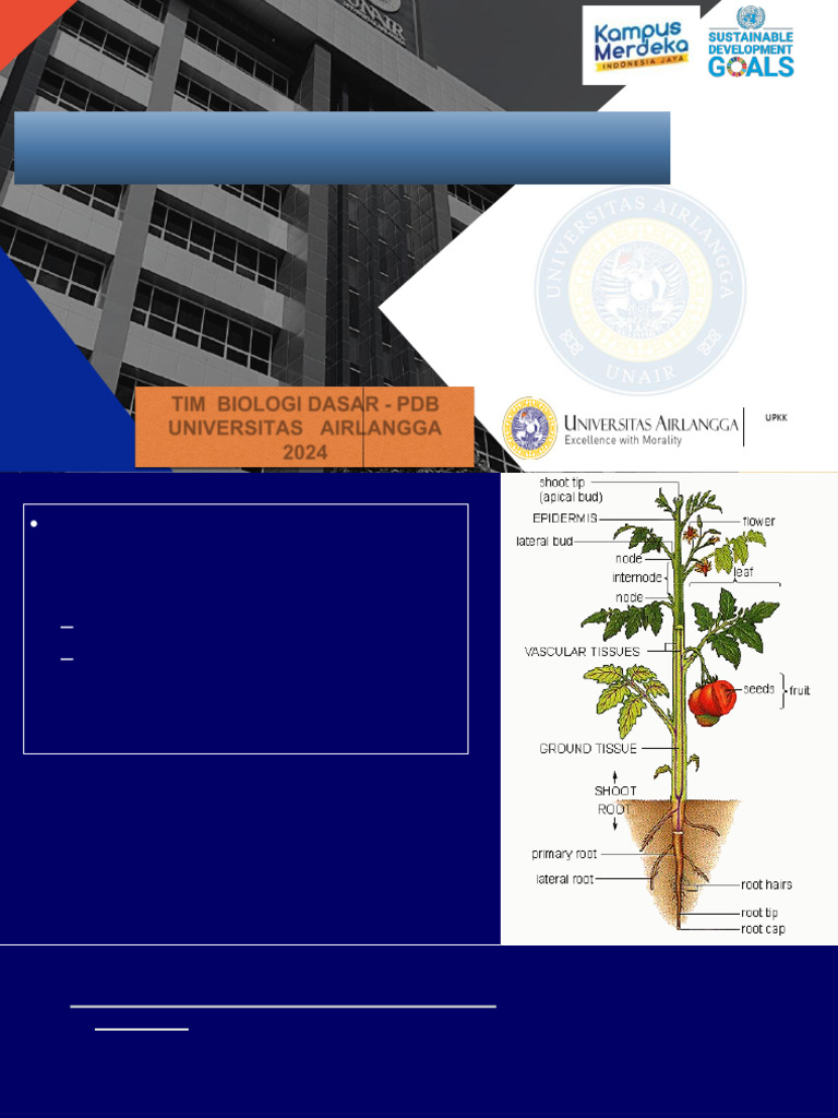 4. 2024 Biodas PDB Struktur Dan Fungsi Tumbuhan | PDF