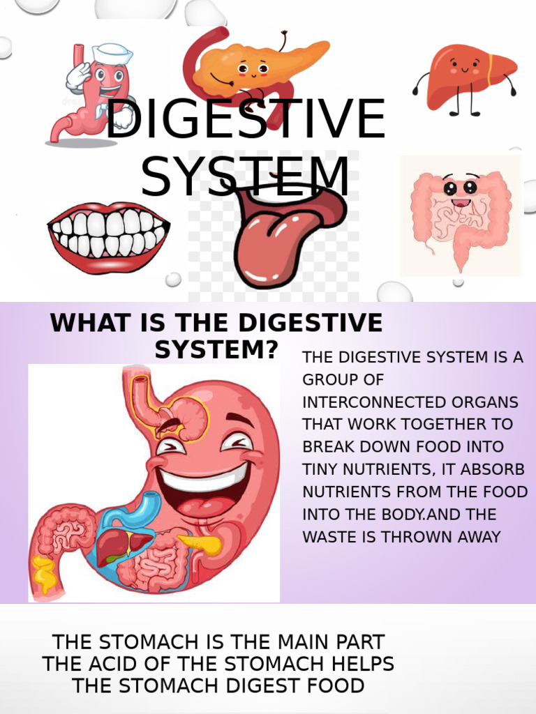 Robie John Calvin M. Sotelo Digestive System Edited | PDF