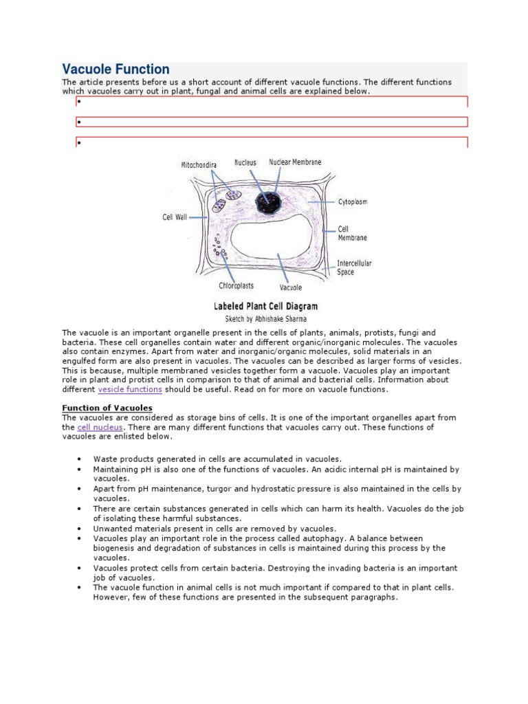 Vacuole Function | Vacuole | Cell Biology