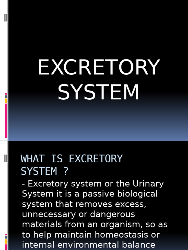 Organ System Excretory | PDF