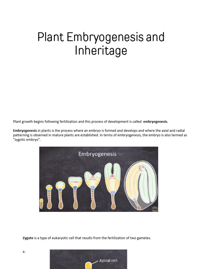 Plant Embryogenesis | PDF