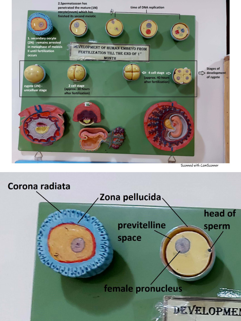 Embryo Models | PDF