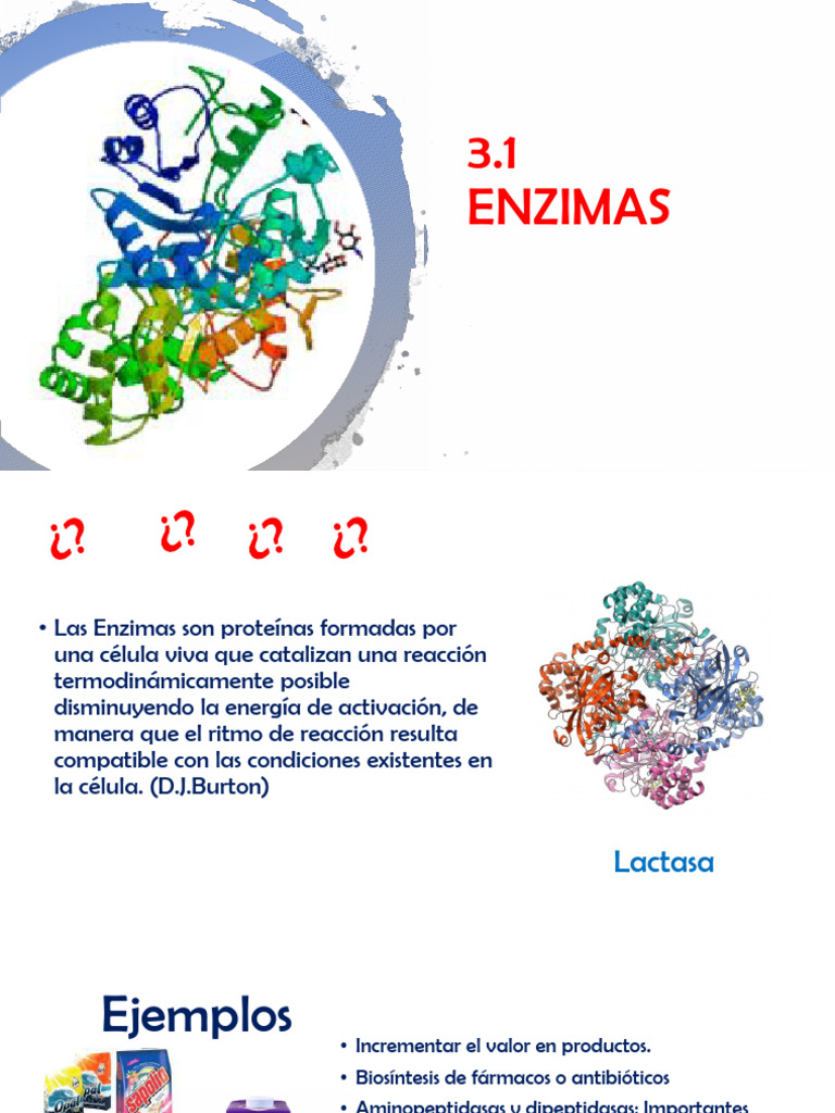 PB U3.1 Enzimas | PDF | Enzima | Cofactor (Bioquímica)