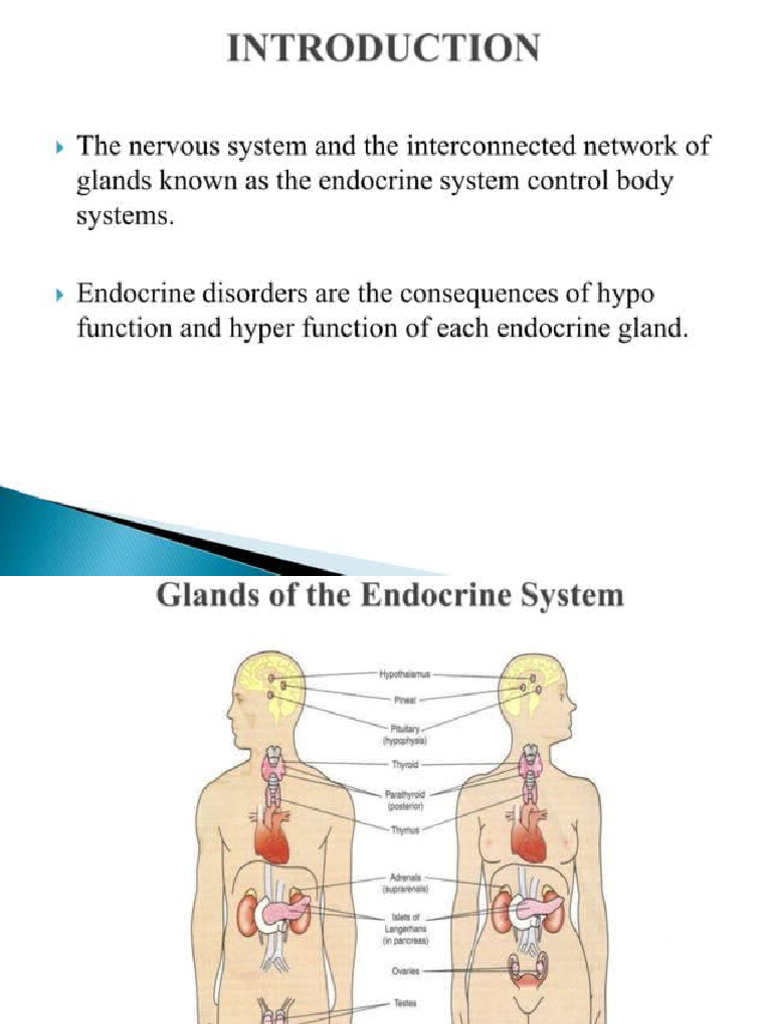 Lect 2 Endocrine | PDF