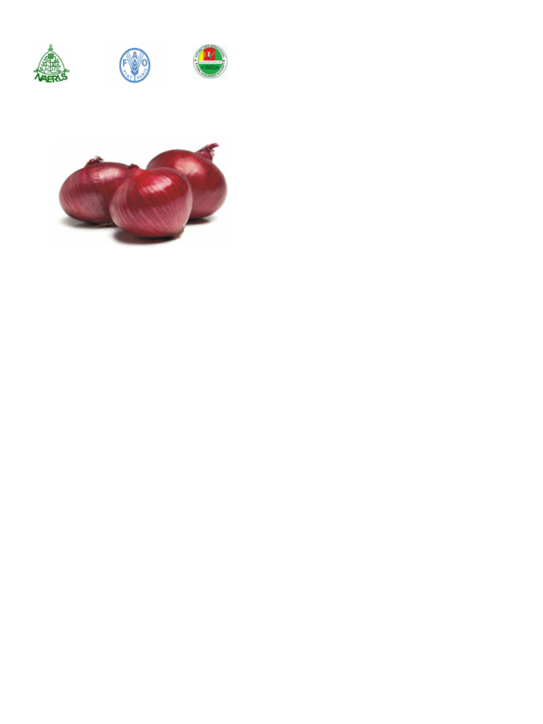 Irrigated Onion Production Guide | PDF | Onion | Sowing