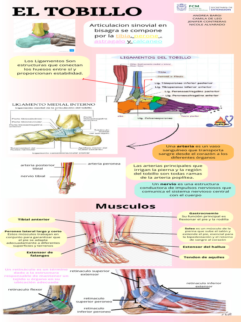 Anatomía del tobillo: tibia y peroné | PDF | Pie | Tobillo