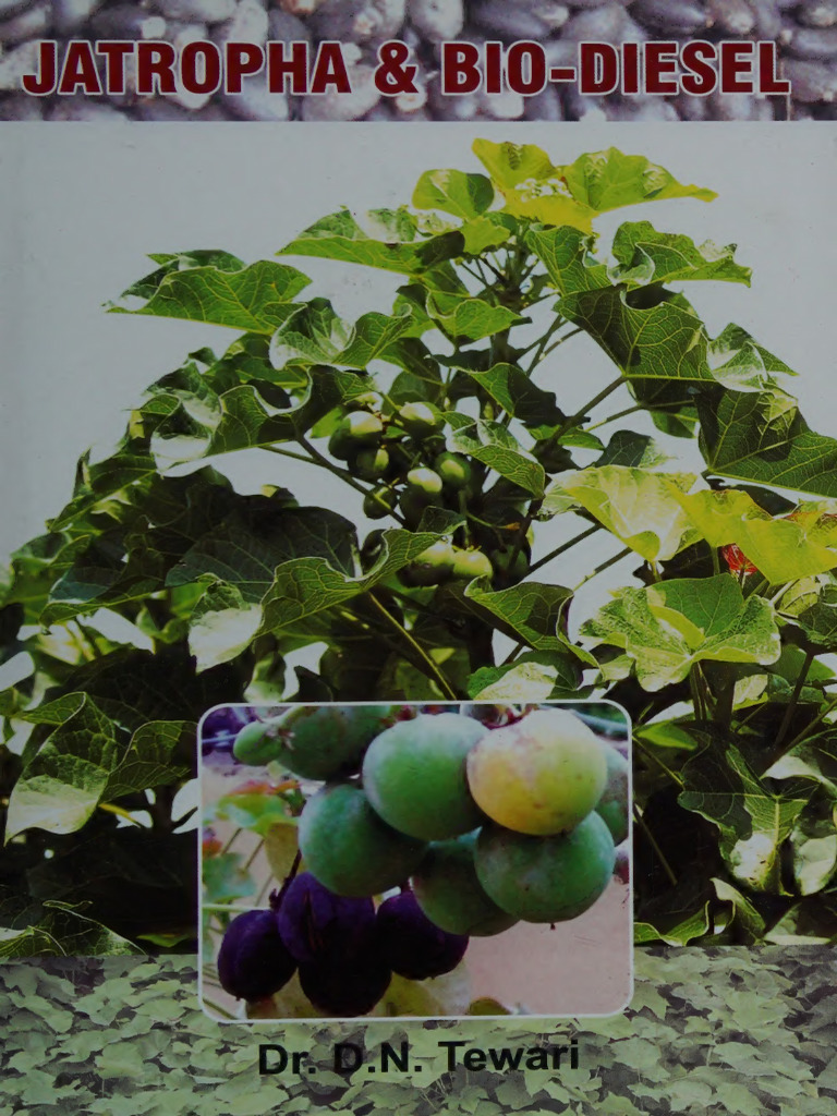 Jatropha Bio-Diesel: Cultivation Guide | PDF | Biodiesel | Agriculture
