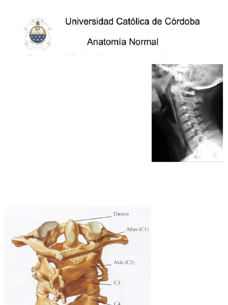 Anatomía y Función de la Columna Cervical | PDF | Vértebra | Anatomía ...
