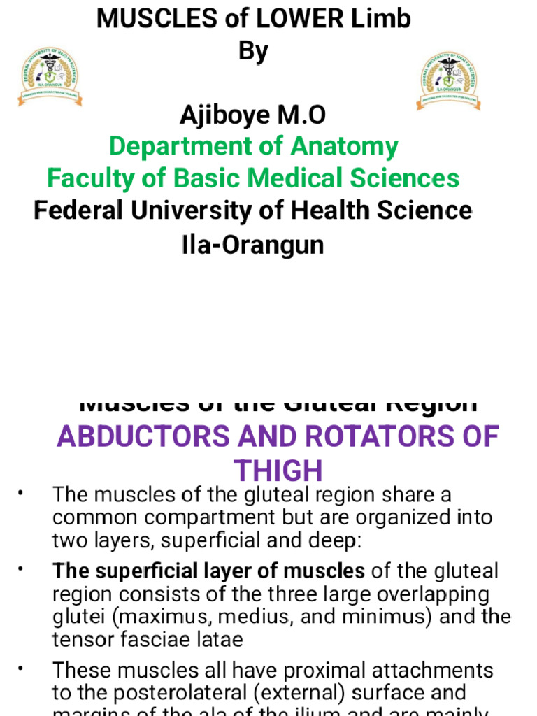 Lowerlimb Muscle Phoenix | PDF