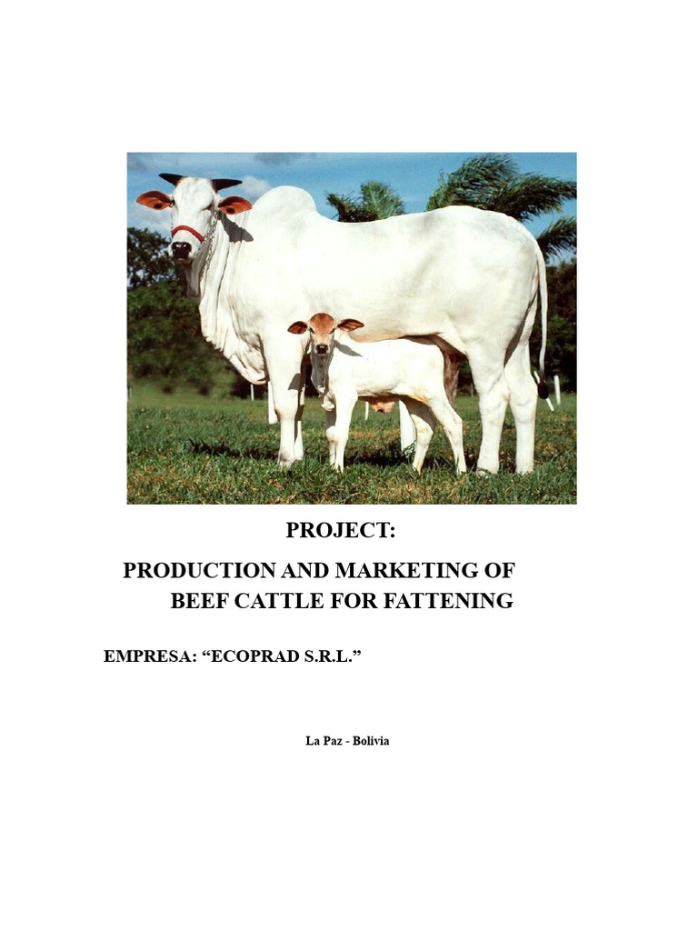 Beef Cattle Fattening Project Overview | PDF | Grazing | Cattle