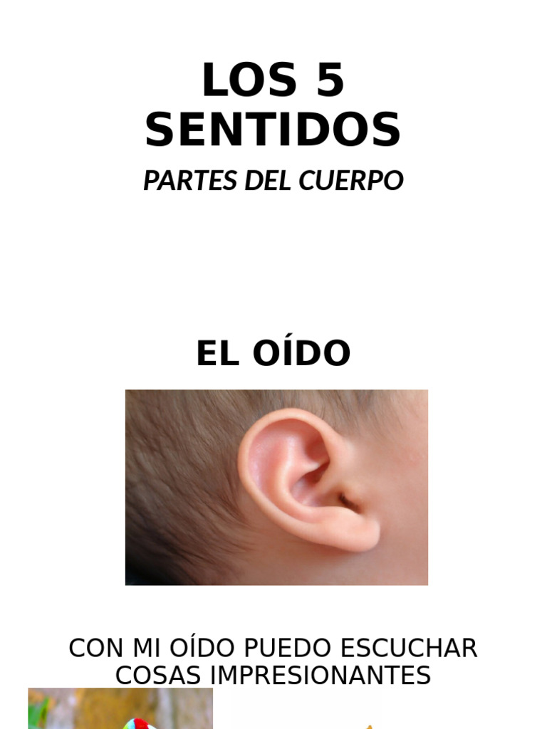 Partes Del Cuerpo Los Sentidos | PDF