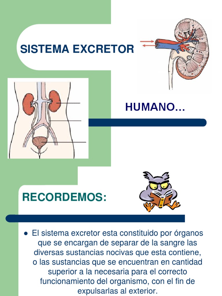 SISTEMA EXCRETOR 1º | Riñón | Sistema urinario