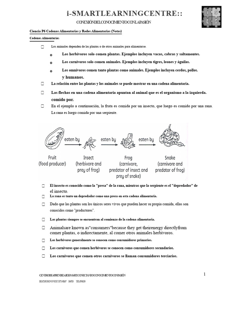P6 Ciencia Cadenas Alimentarias y Redes Alimentarias (Notas) | PDF ...
