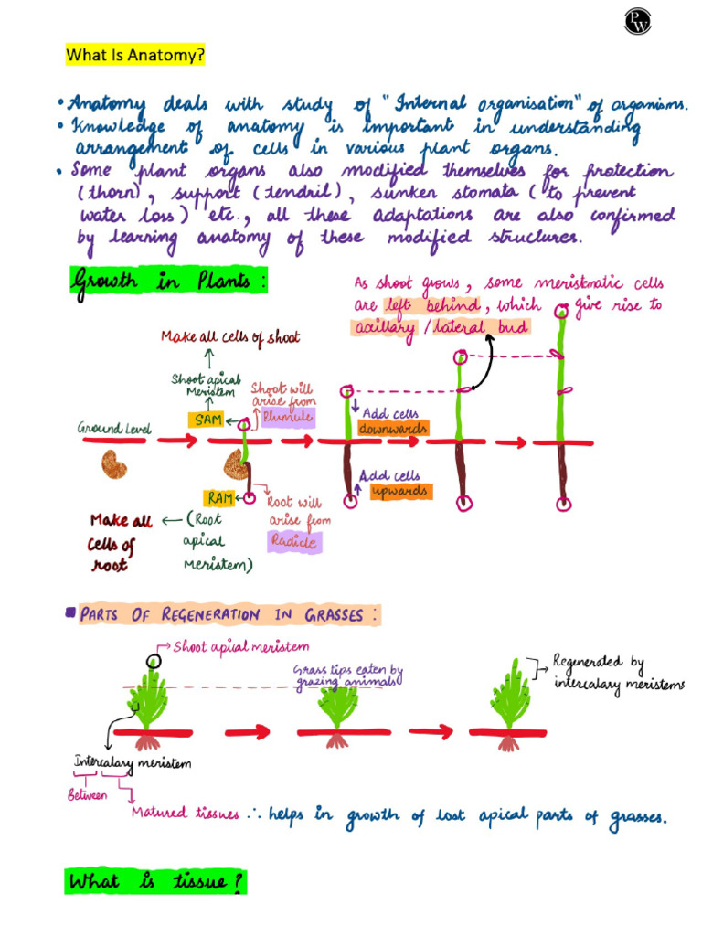 Anatomy of Flowering Plants Handwritten Notes Botany by | PDF