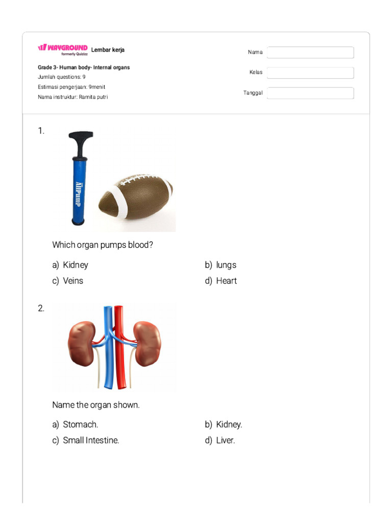 Grade 3 - Human Body - Internal Organs - Wayground | PDF