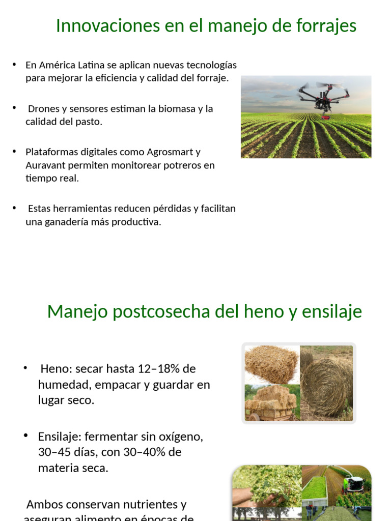 Pasto y Forraje Yubelki Maryeli-1 | PDF