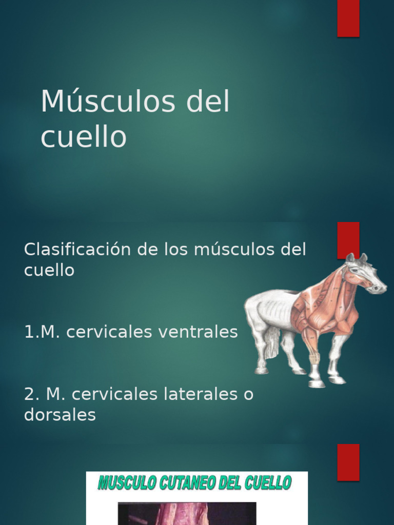 Músculos del Cuello: Clasificación y Funciones | PDF