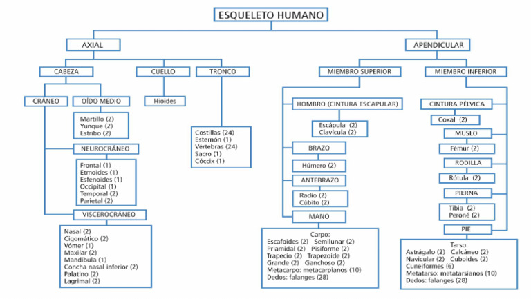 Esqueleto Humano | PDF