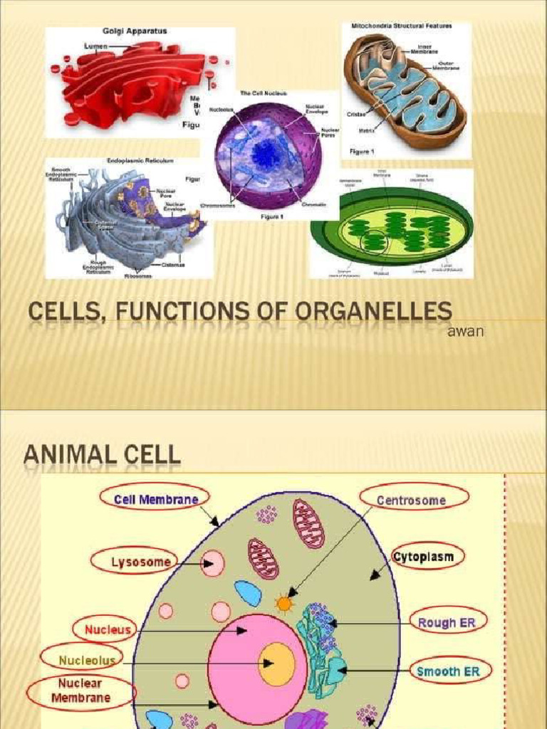Lec2-Cell Structure For and Functions | PDF