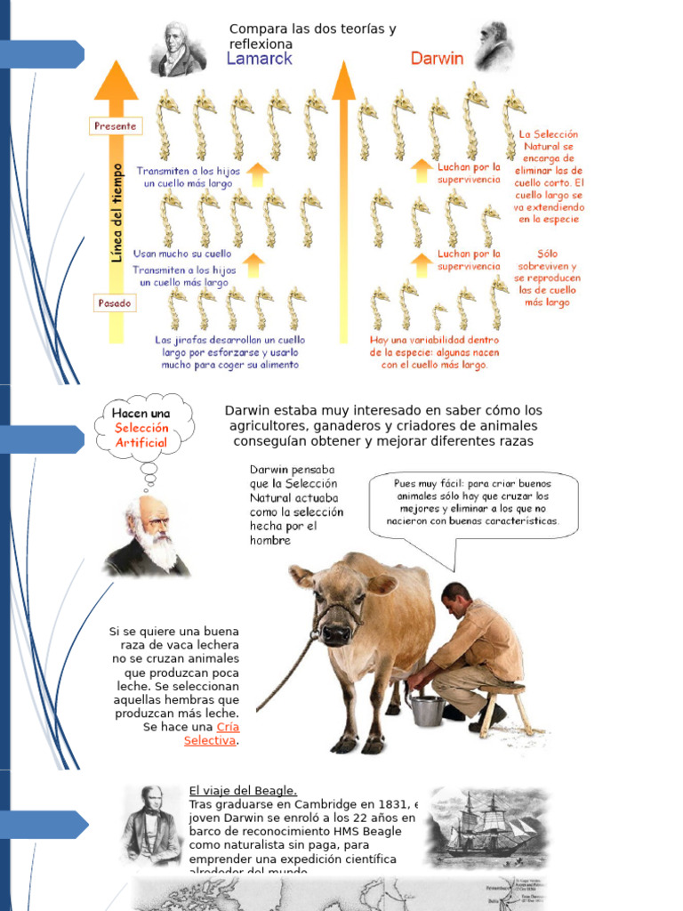 Teoría de La Selección Natural de Darwin | PDF | Charles Darwin | Biología