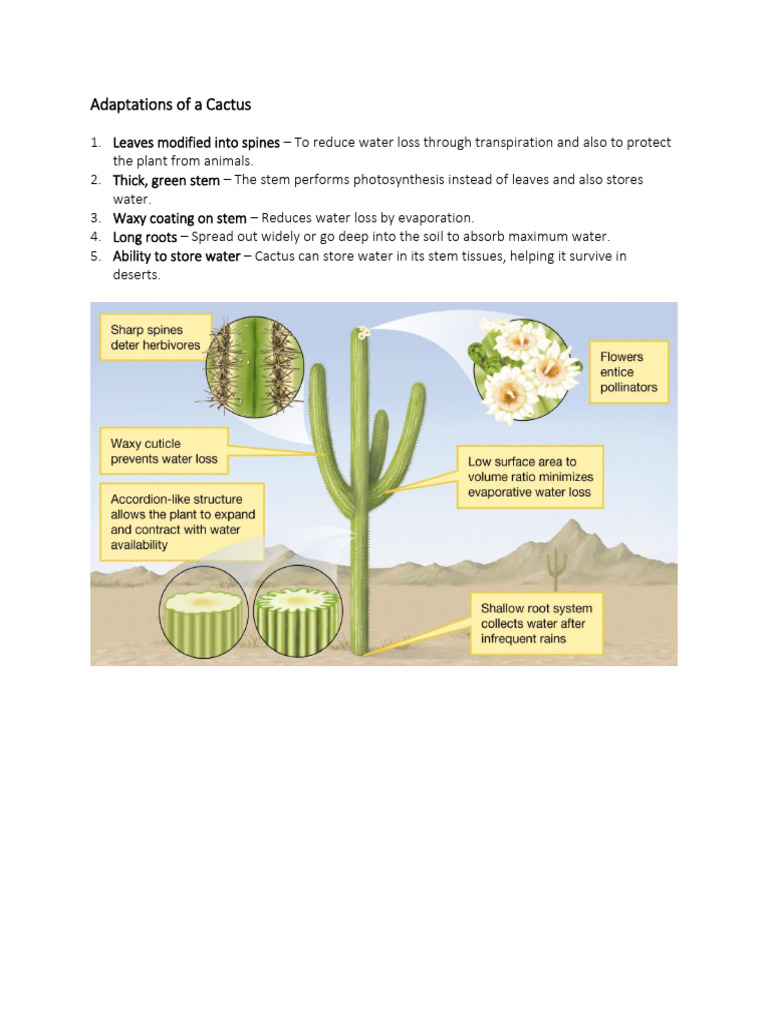 Cactus Adaptations for Desert Survival | PDF