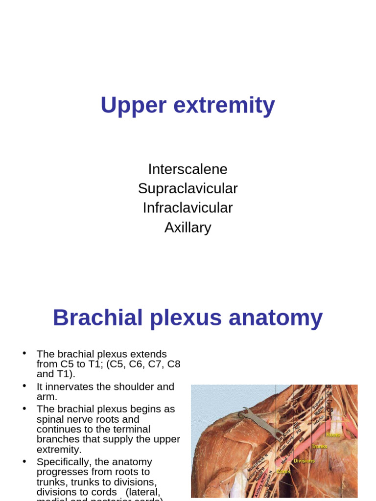 Plexus and Peripheral | PDF | Arm | Nervous System