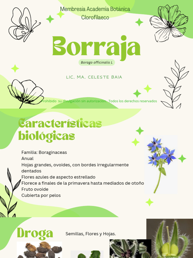 Borra Ja | PDF