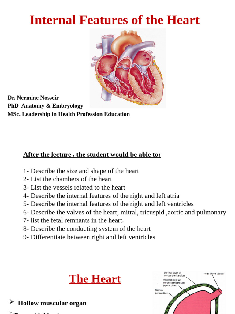 Anatomy of Heart's Internal Features | PDF | Heart Valve | Atrium (Heart)