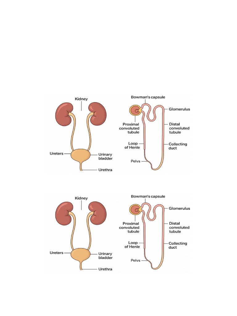 Excretion and Homeostasis in Biology | PDF