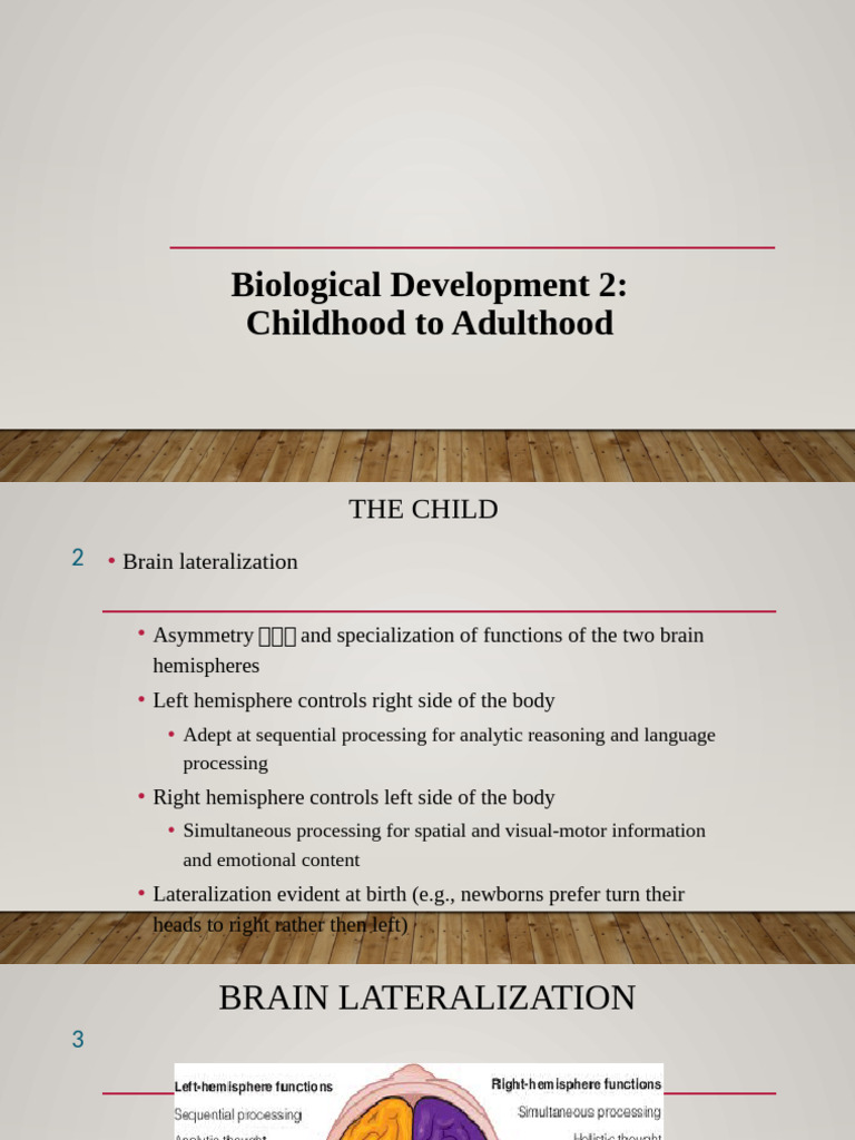 Lecture 3 Biological Development 2 - Chilldhood To Adulthood | PDF ...