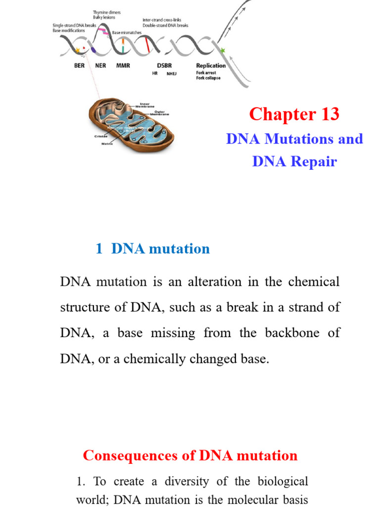 DNA Mutations and Repair Mechanisms | PDF | Dna Repair | Dna