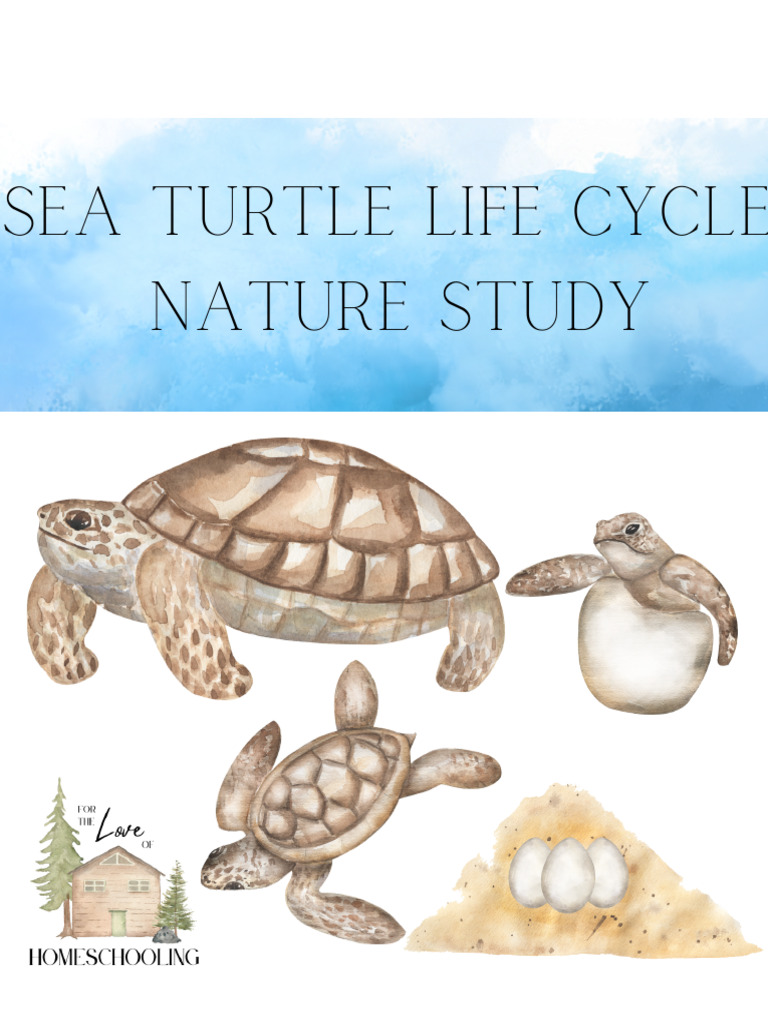 Sea Turtle Life Cycle Nature Study | PDF | Turtle | Sea Turtle