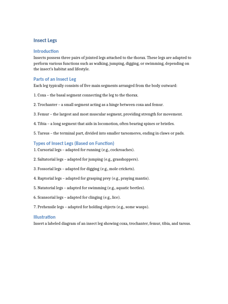 Insect Leg Anatomy and Functions | PDF