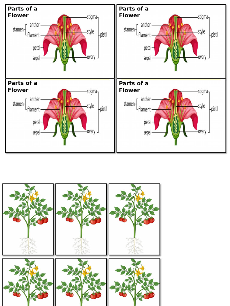 Science4-Q2-W2Parts of Plants and Fowers | PDF