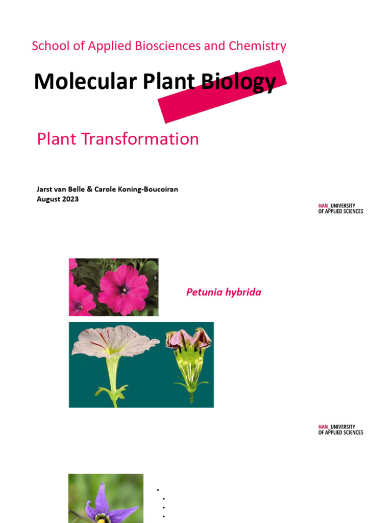 Plant-Transformation - Aug2023 | PDF | Molecular Biology | Molecular ...