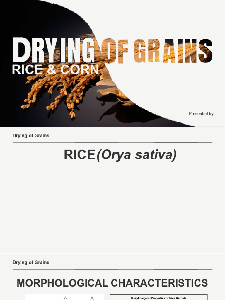 Drying of Grains | PDF