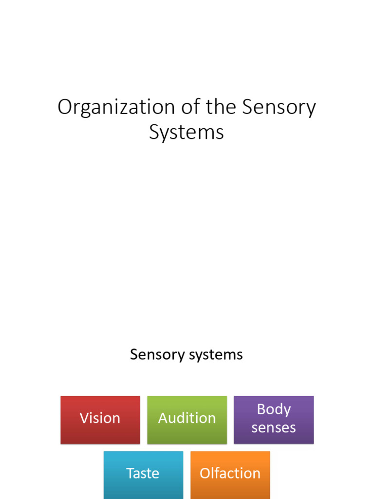 Organization of Sensory System | PDF | Taste | Ear