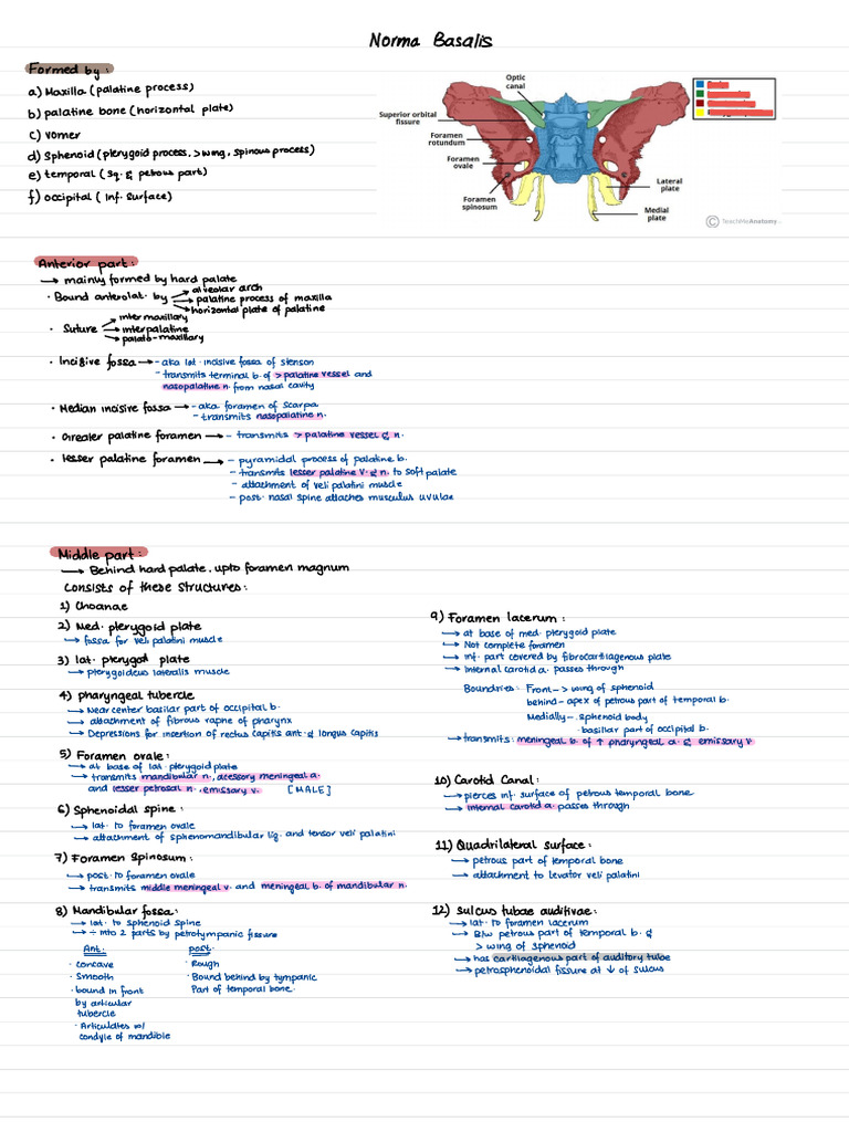 Gross Anatomy 3 | PDF | Skeletal System | Primate Anatomy