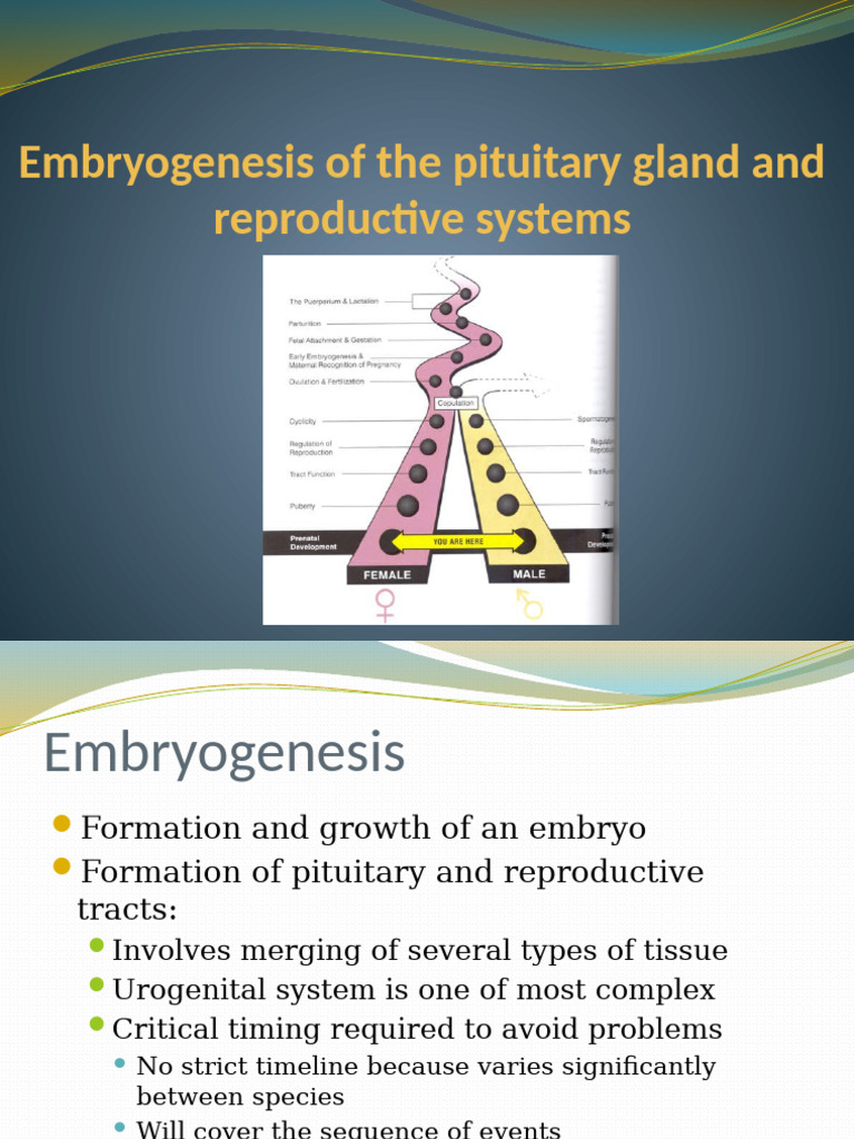 4 Embryogenesis of Pituitary and Repro Systems | PDF | Testicle ...