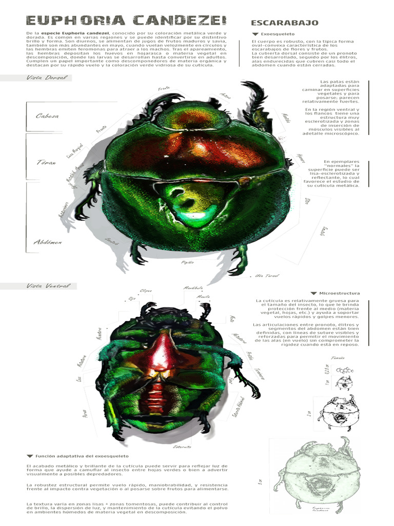 Infografía Insecto - Barreto Aguilar Adriana | PDF | Escarabajo | Insectos