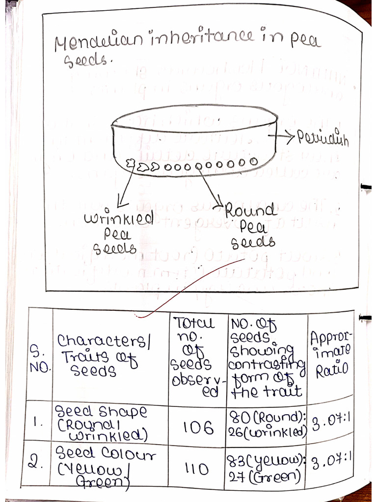 Study of Mendelian Inheritance Using Seeds of Pea Plants | PDF