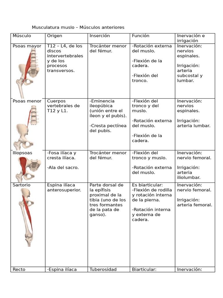 Musculatura Muslo | PDF | Rodilla | Anatomía humana