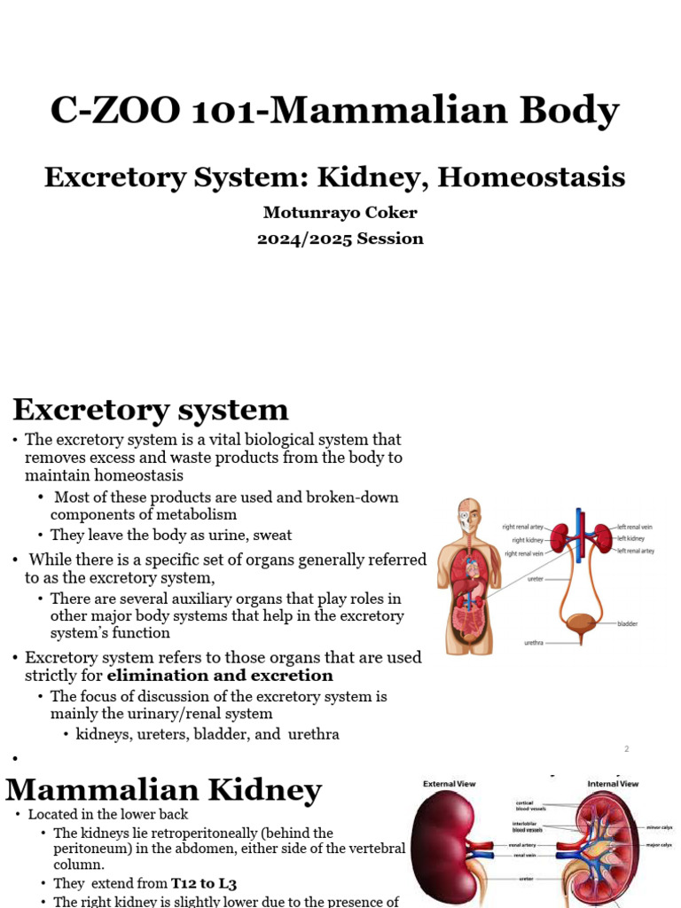 Mammalian Excretory System Overview | PDF | Kidney | Homeostasis
