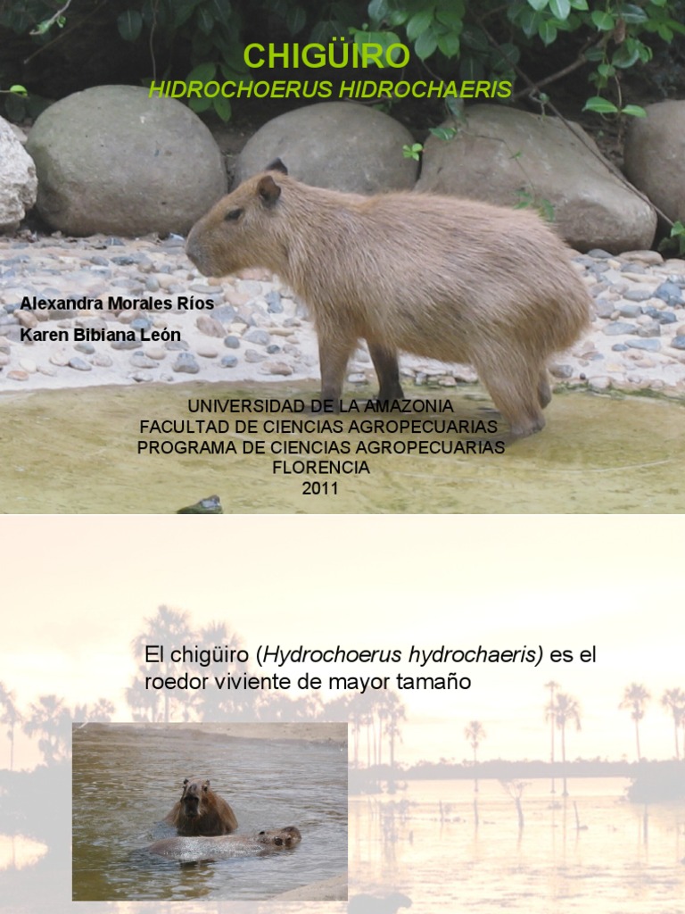 Chiguiro | PDF | Naturaleza
