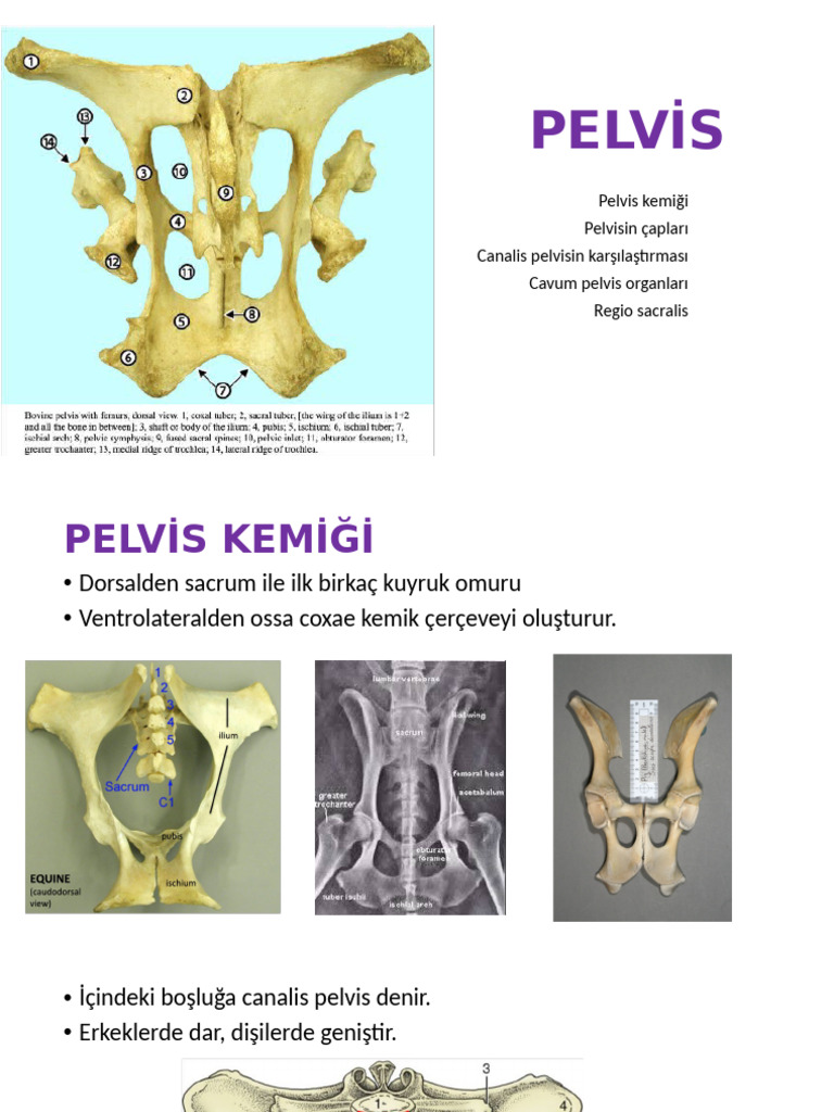 Pelvic Ve Regio Sacralis | PDF