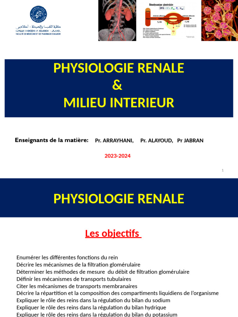Physiologie Rénale : Fonctions et Mécanismes | PDF | Rein | Organe