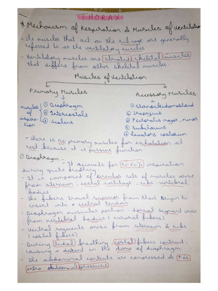 Thorax Biomechanics | PDF